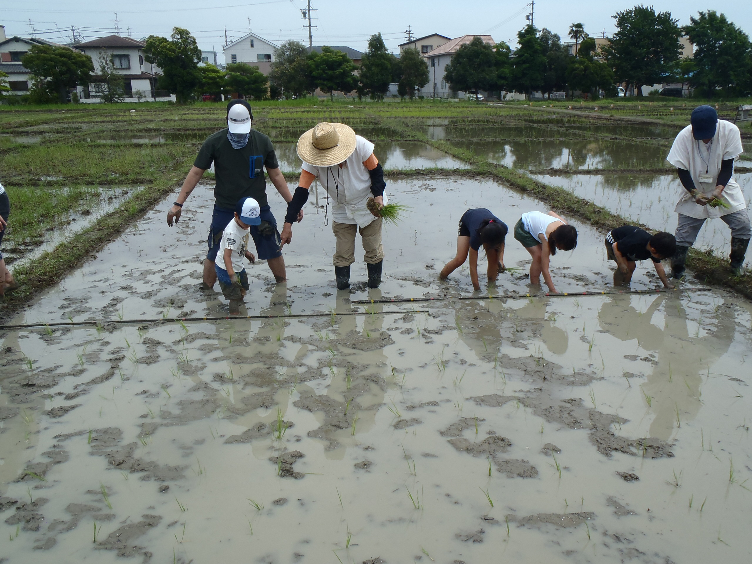 田植え・田下駄体験 ｜ 静岡市立登呂博物館
